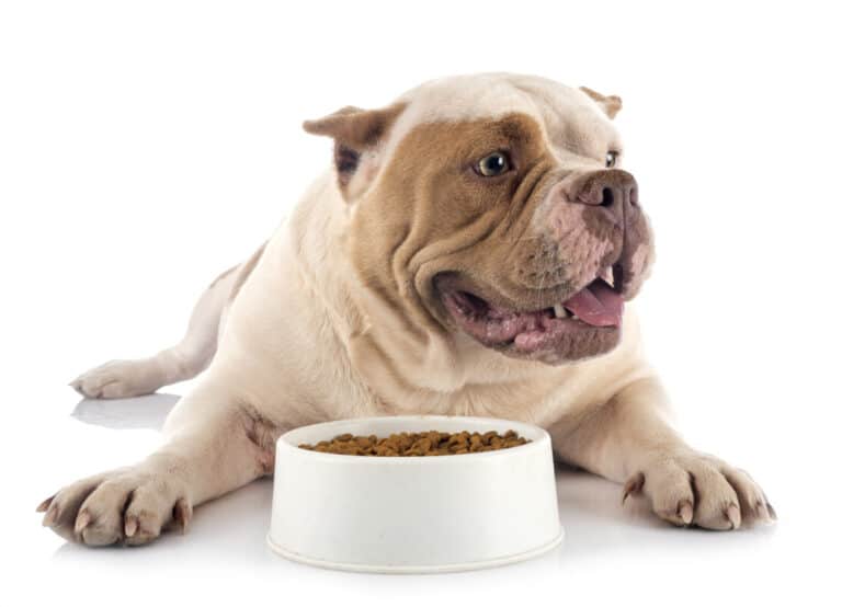 American Bully Dogs: Lifespan and Health Expectancy - Mr Dog Food American Bully Dogs: Lifespan and Health Expectancy - Mr Dog Food